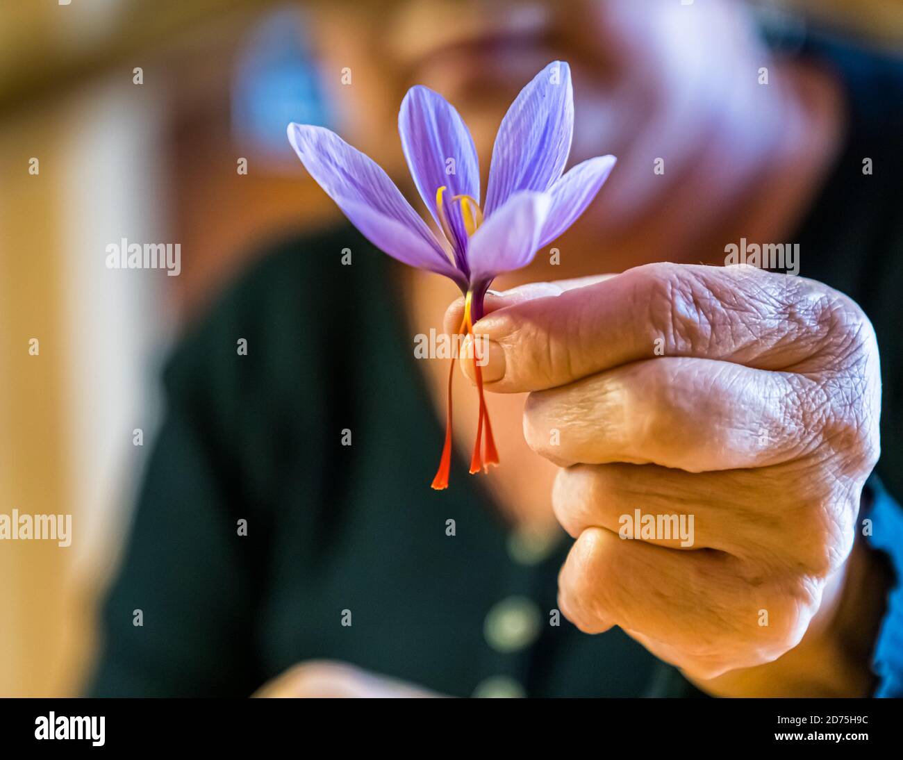 Carefully the three red saffron threads are separated from the ...