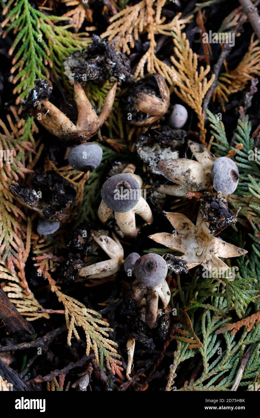 Star Mushroom High Resolution Stock Photography and Images - Alamy
