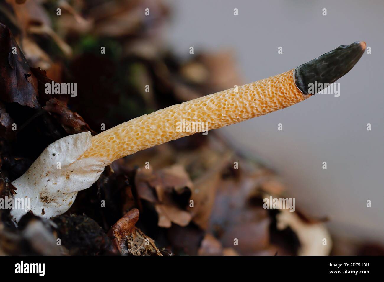 The Dog Stinkhorn, Mutinus caninus, showing detail of the green spore ...