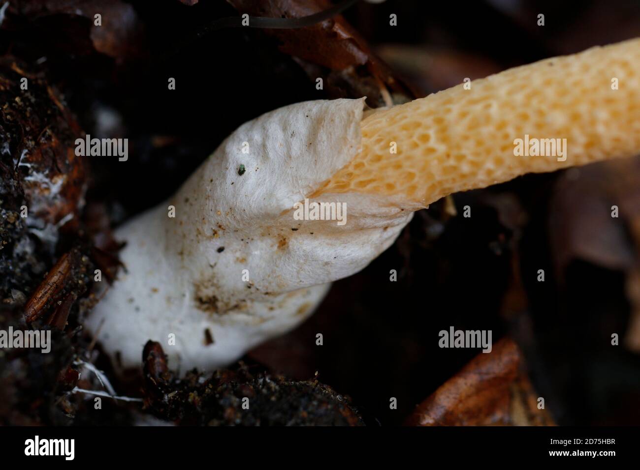 The Dog Stinkhorn, Mutinus caninus, showing detail of the green spore ...