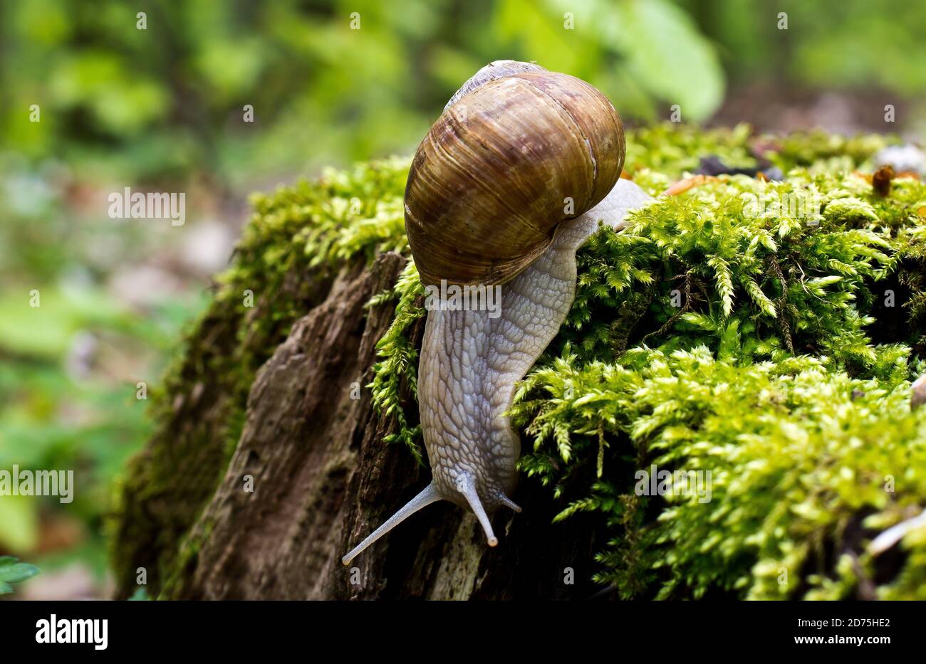 Snail slowly crawling through the forest Stock Photo - Alamy