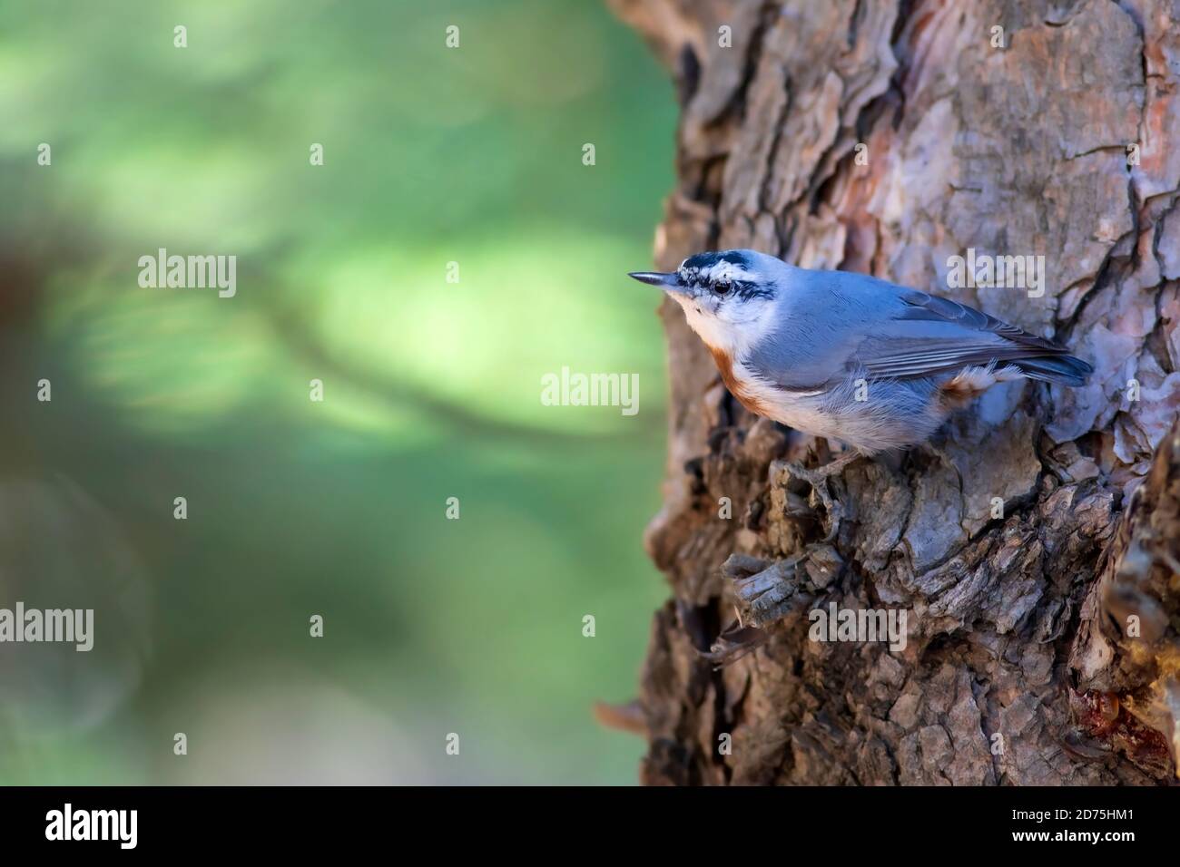 Cute little bird. Nature background Stock Photo - Alamy