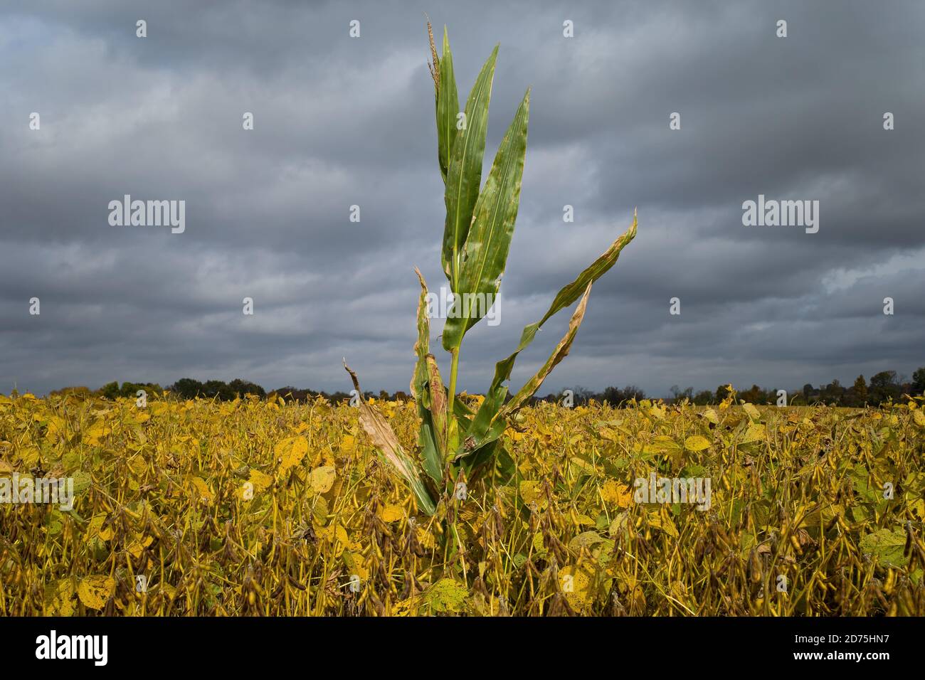 Soybean field stalk hi-res stock photography and images - Alamy