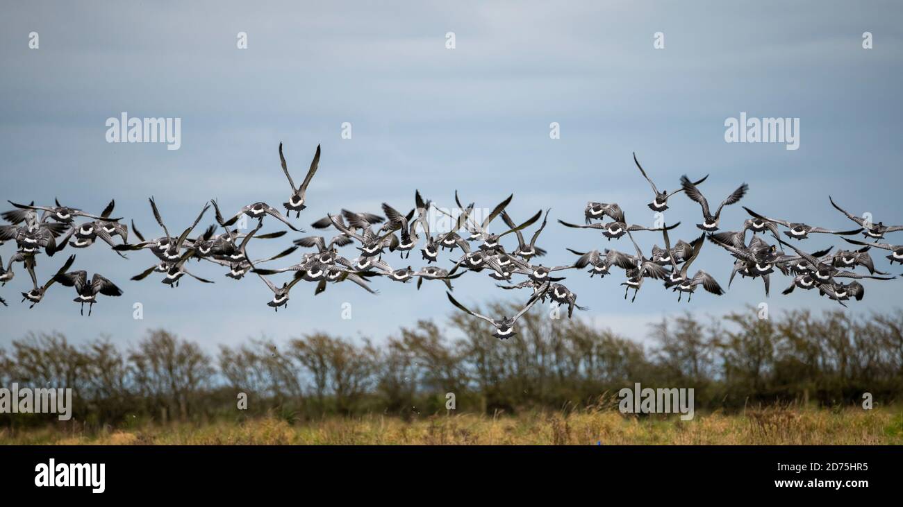 Barnabcle geese newly arrived from Svalbard flying around RSPB ...