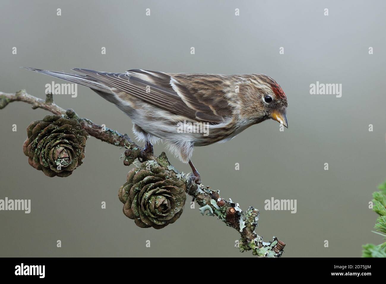 common redpoll (carduelis flammea Stock Photo - Alamy