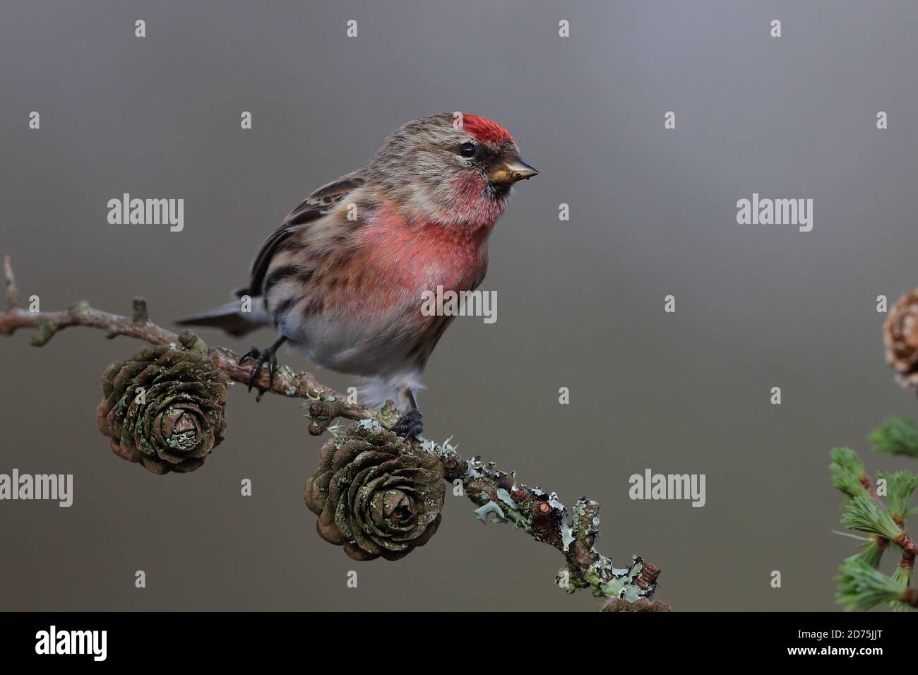 common redpoll (carduelis flammea Stock Photo - Alamy