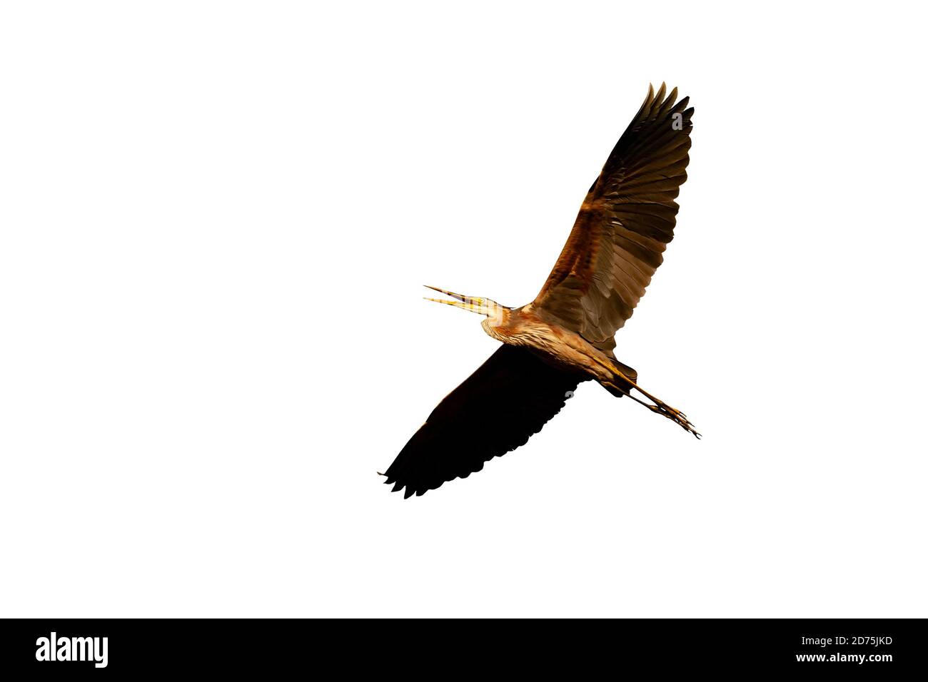 Flying heron. Isolated bird. White background. Purple Heron. Ardea ...