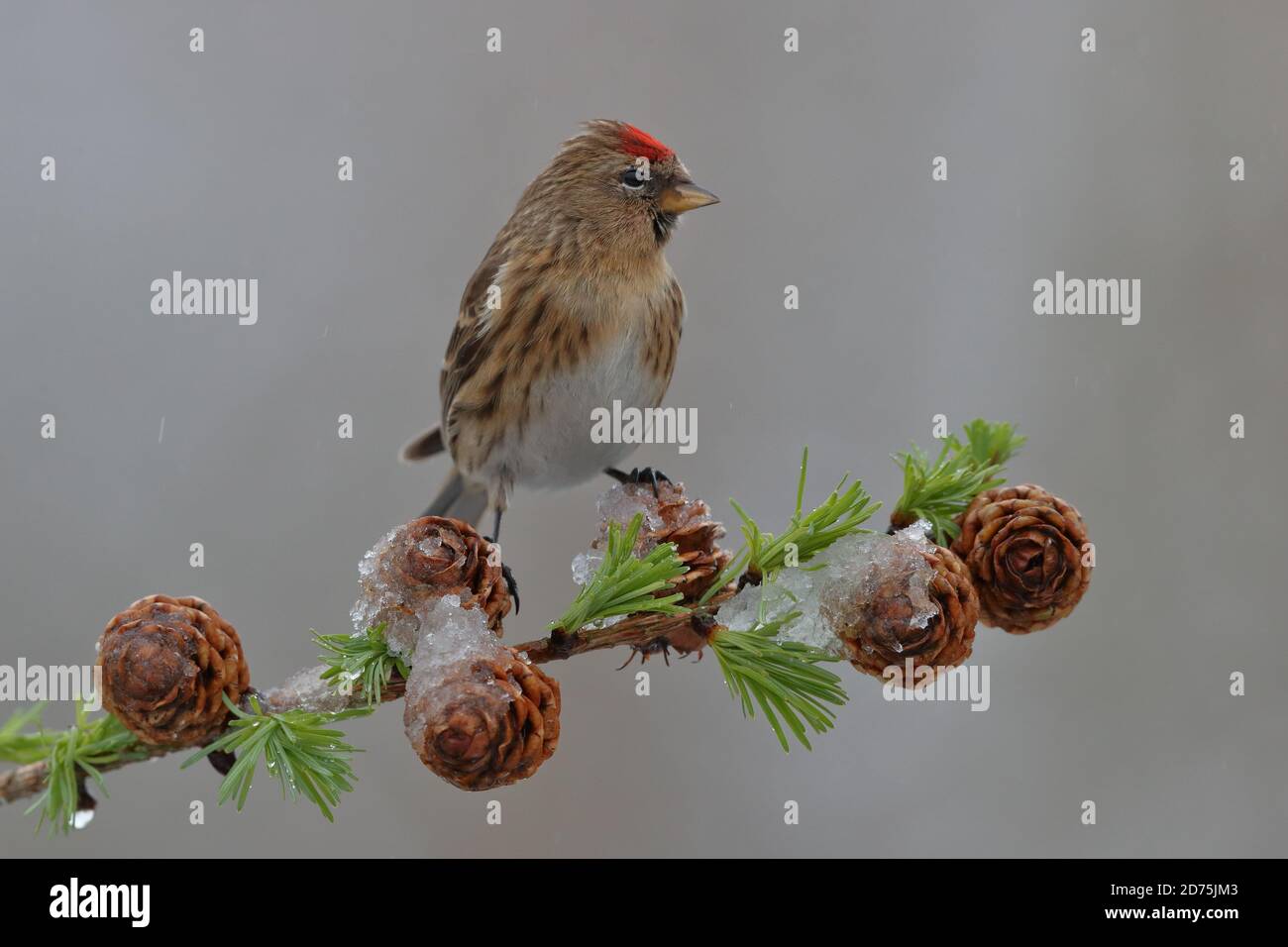 common redpoll (carduelis flammea Stock Photo - Alamy
