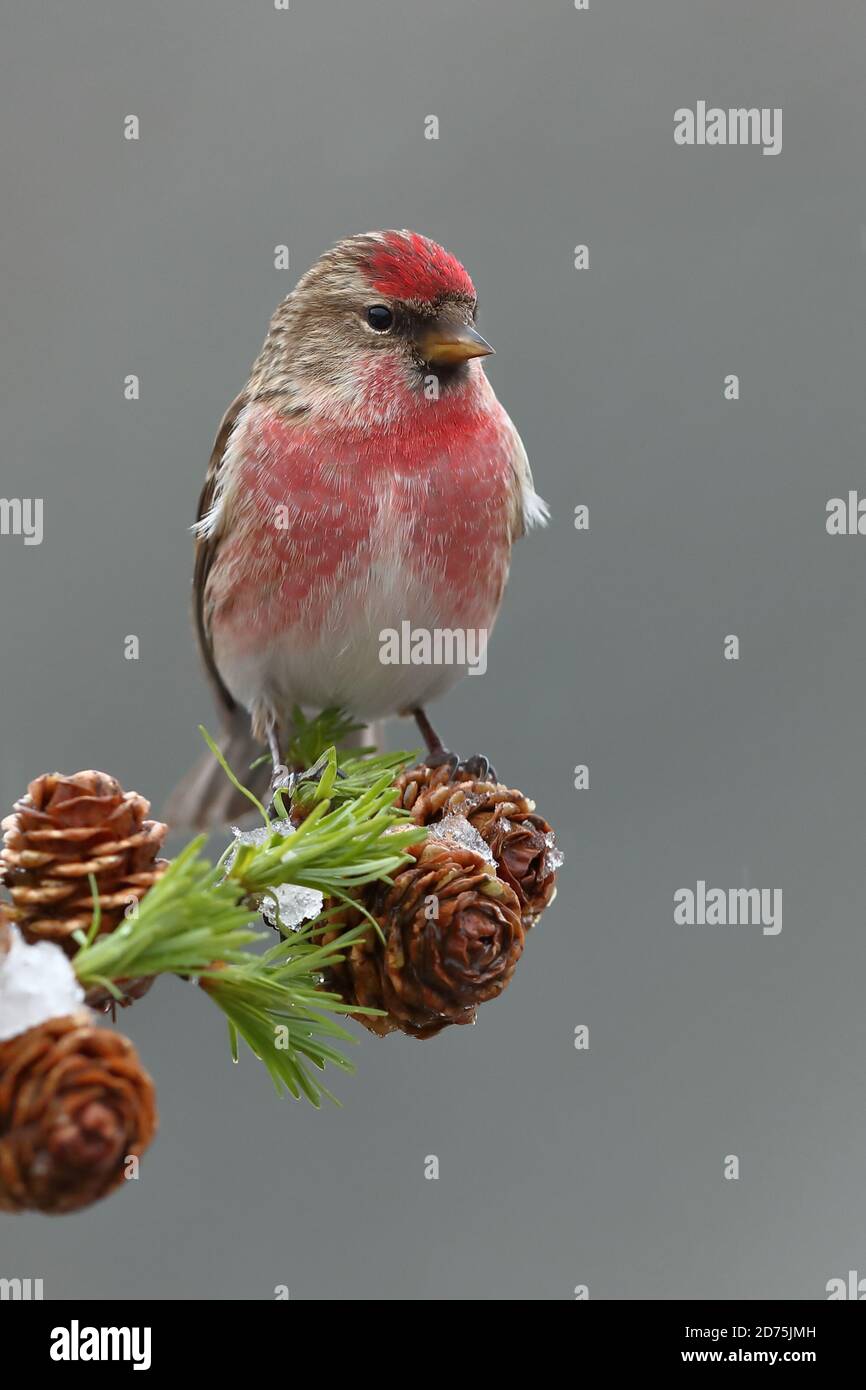 common redpoll (carduelis flammea Stock Photo - Alamy