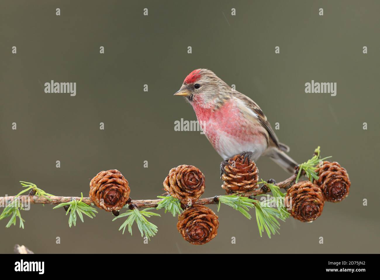 common redpoll (carduelis flammea Stock Photo - Alamy