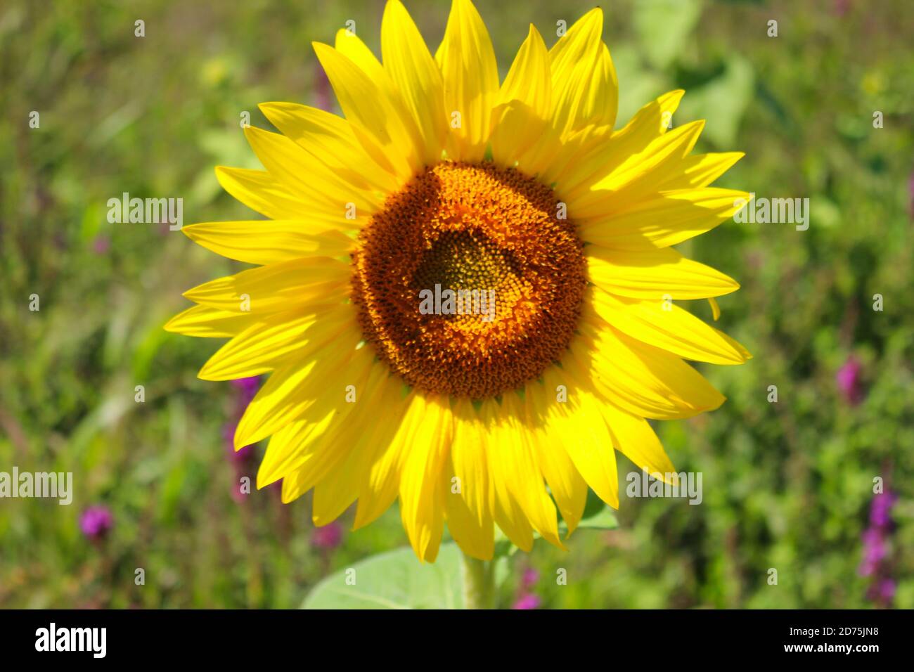 One tall sunflower in field hi-res stock photography and images - Alamy