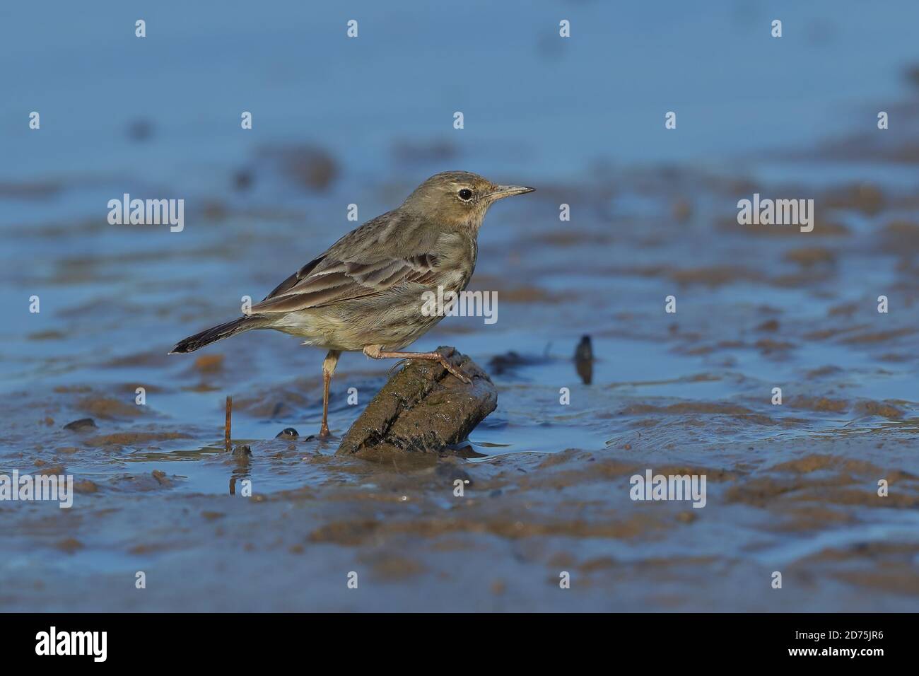 rock pipit (anthus petrosus Stock Photo - Alamy