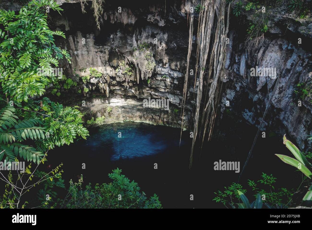Oxman cenote with dark blue water and roots growing into the cave ...