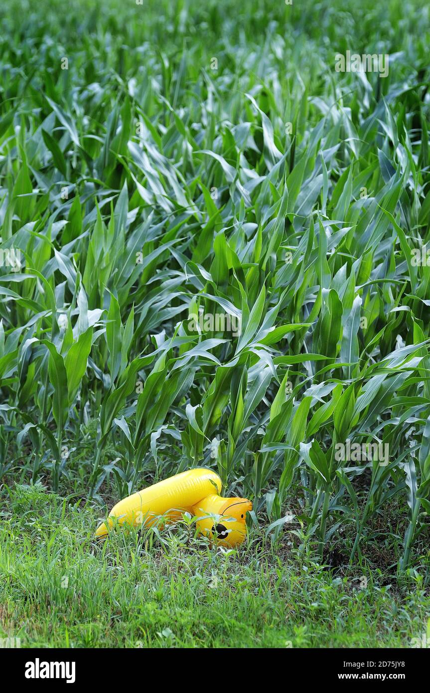 Wind blown cornfield hi-res stock photography and images - Alamy
