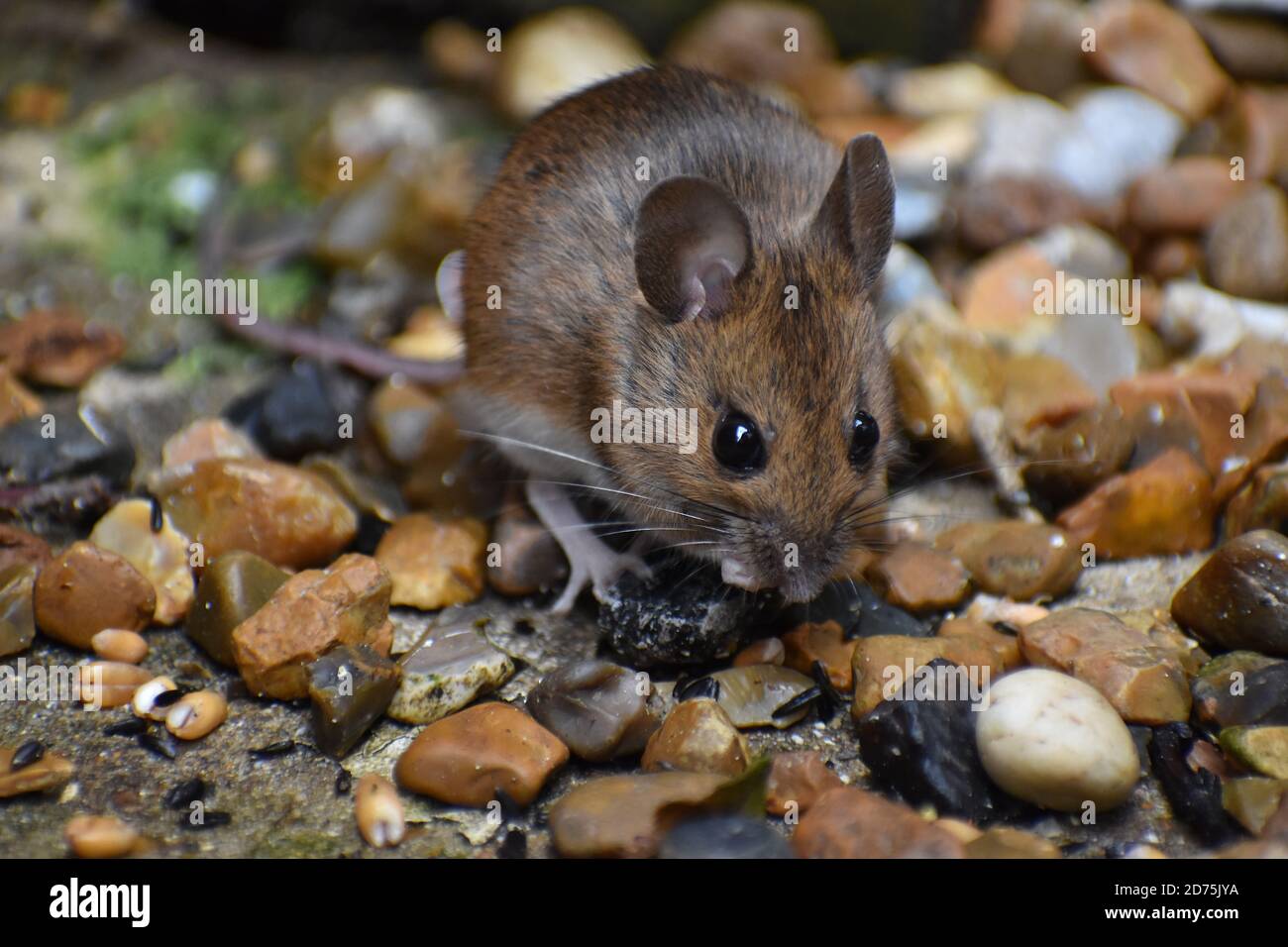 House mice are pests which carry and transmit viruses bacteria diseases ...