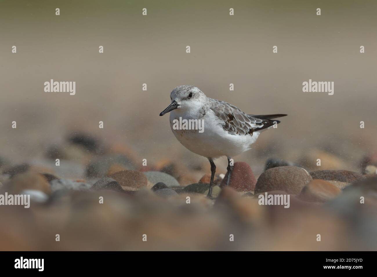 sanderling (calidris alba Stock Photo - Alamy