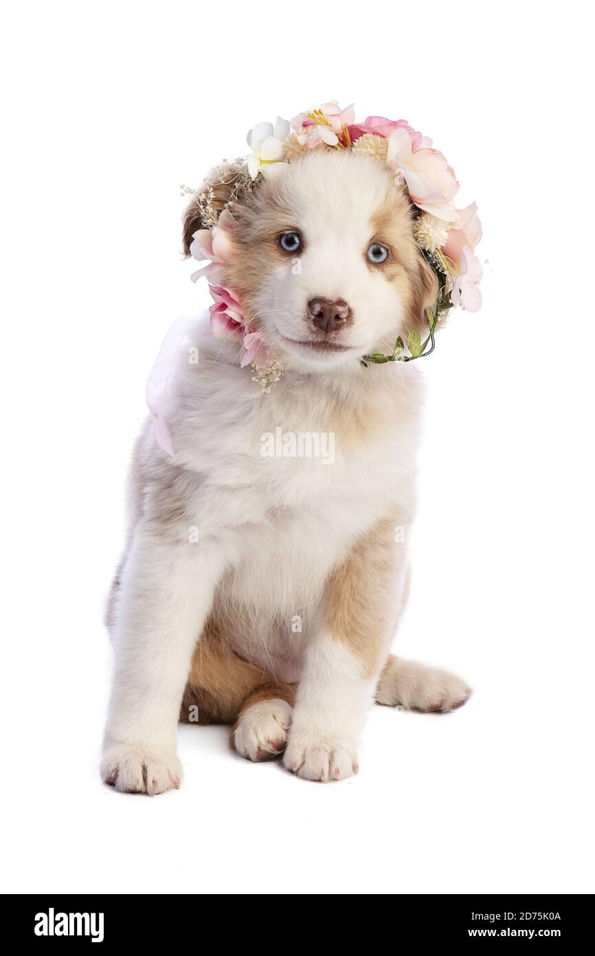 Australian Shepherd Puppy with flowers on white background Stock Photo ...