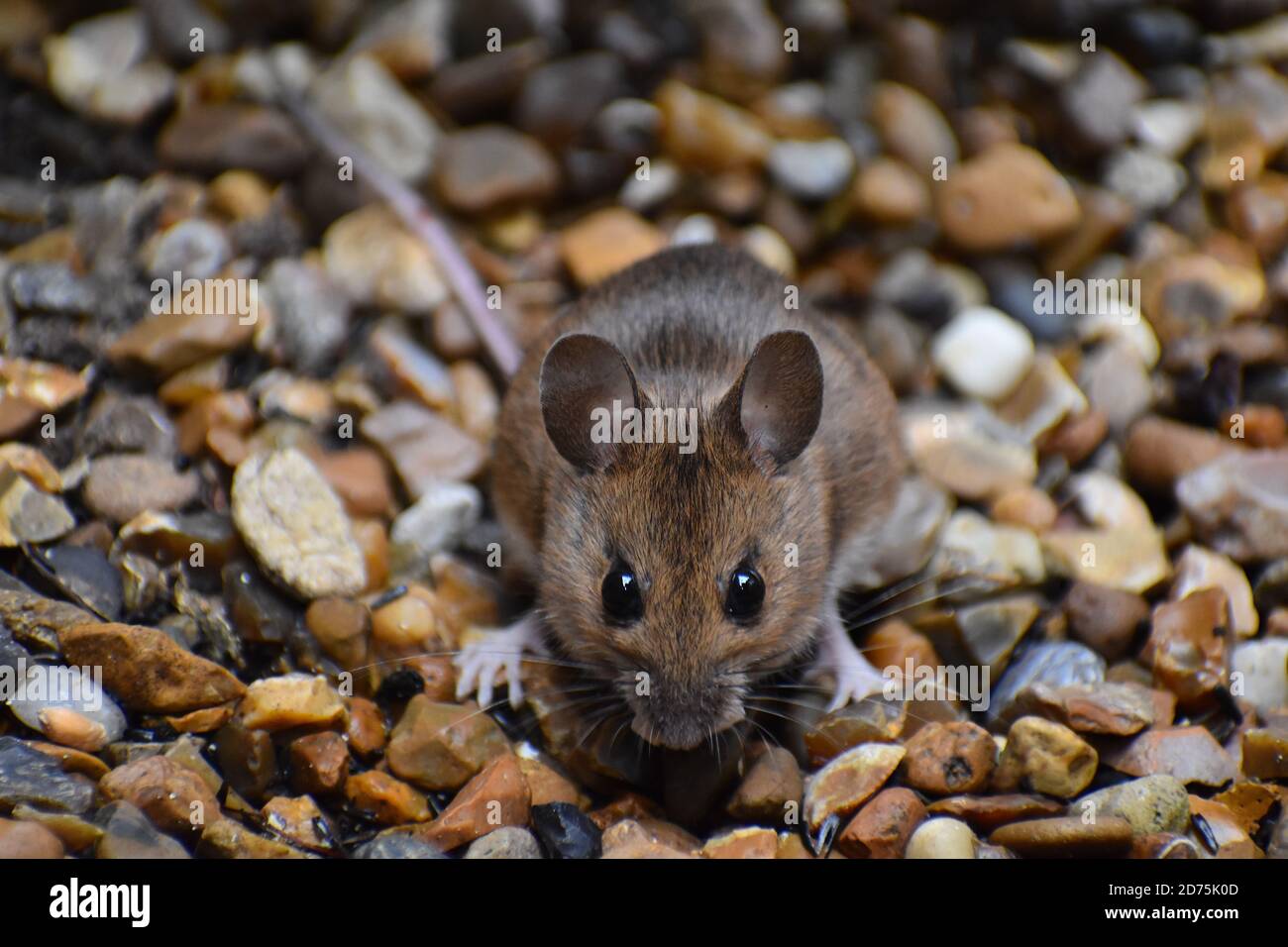 Rat and mouse infestations skyrocketed since lockdown insurers and pest ...