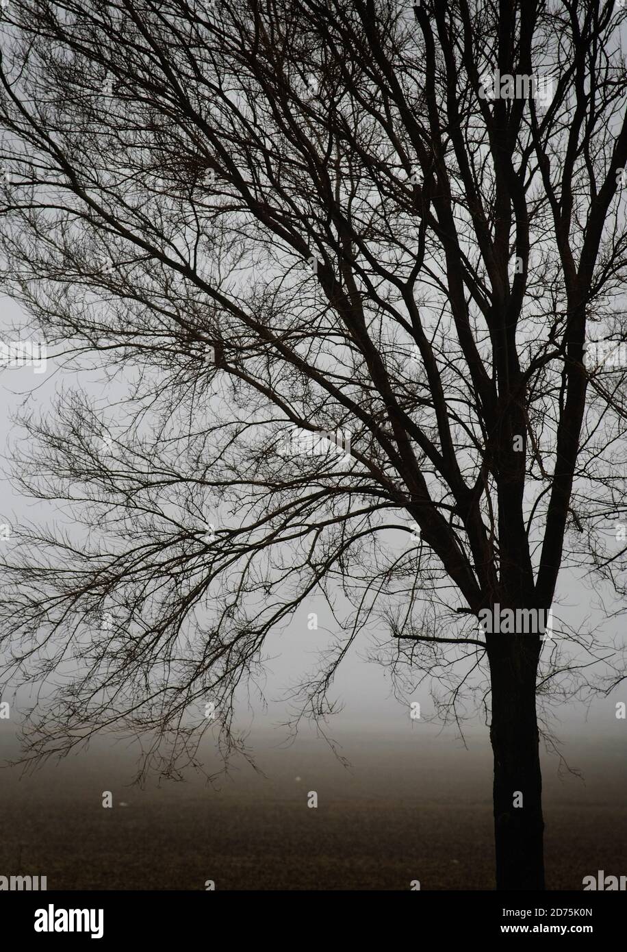 A bare tree in heavy fog Stock Photo - Alamy