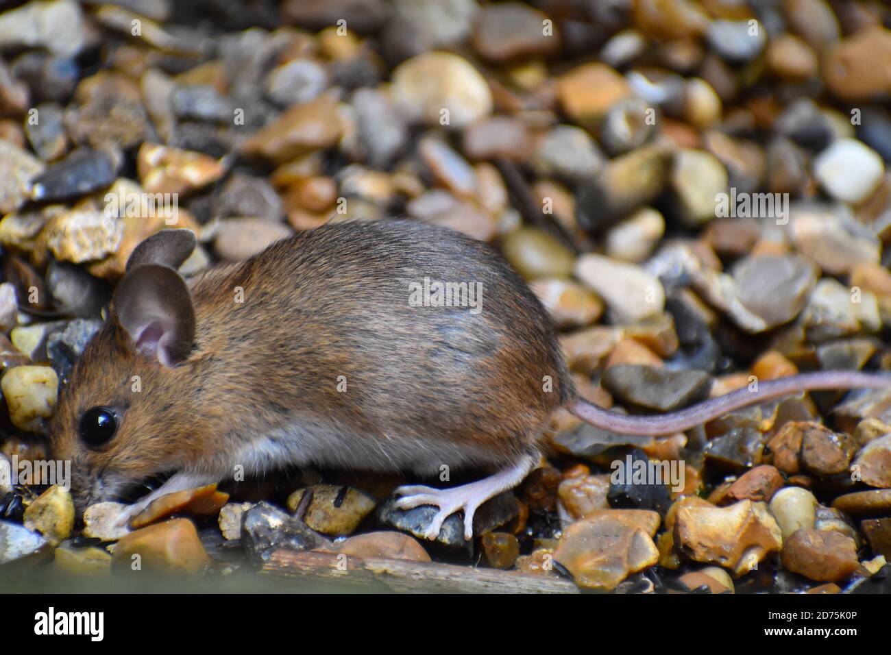 House mouse is tiny rodent with brown fur darker towards the spine ...