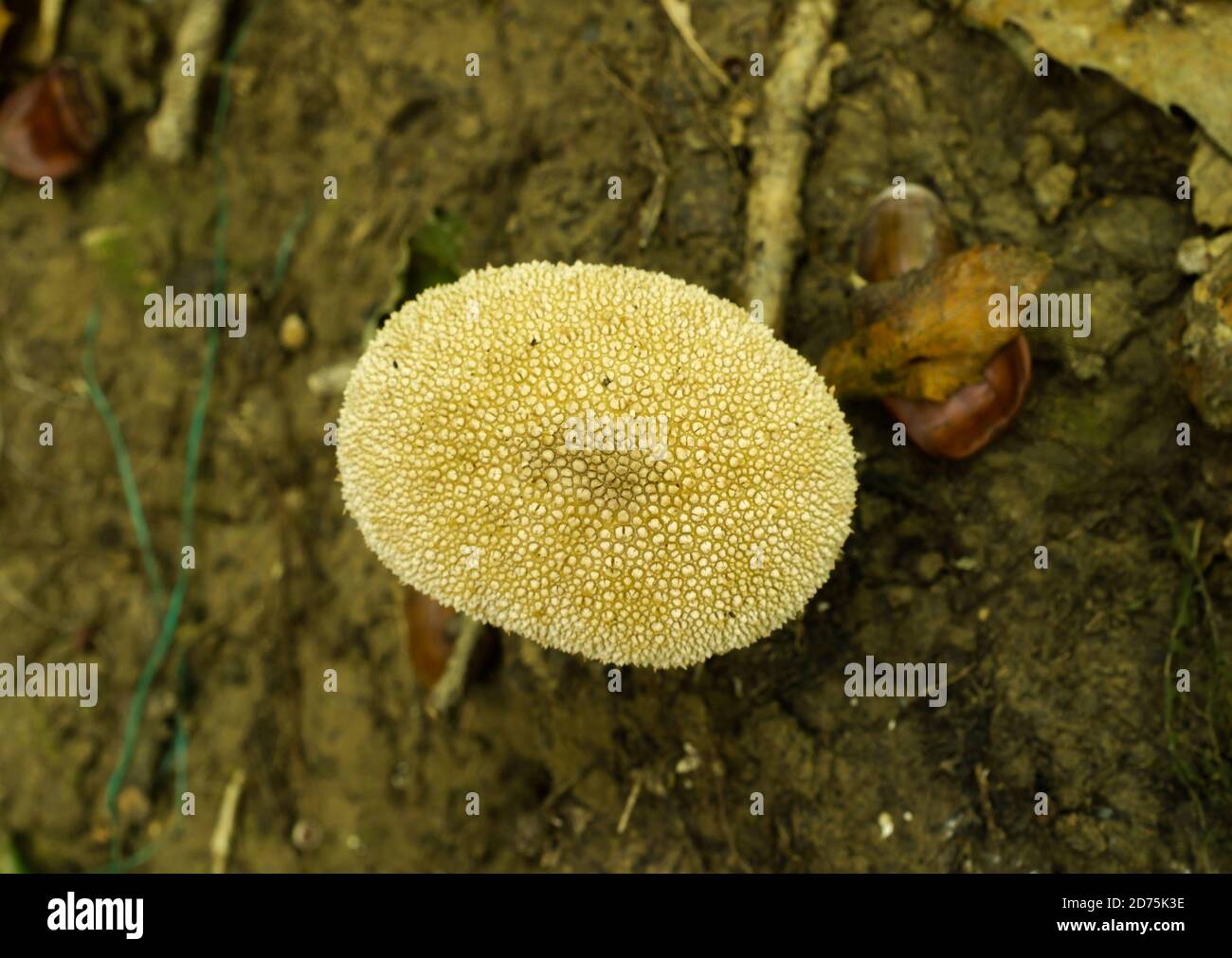 Wolf farts hi-res stock photography and images - Alamy
