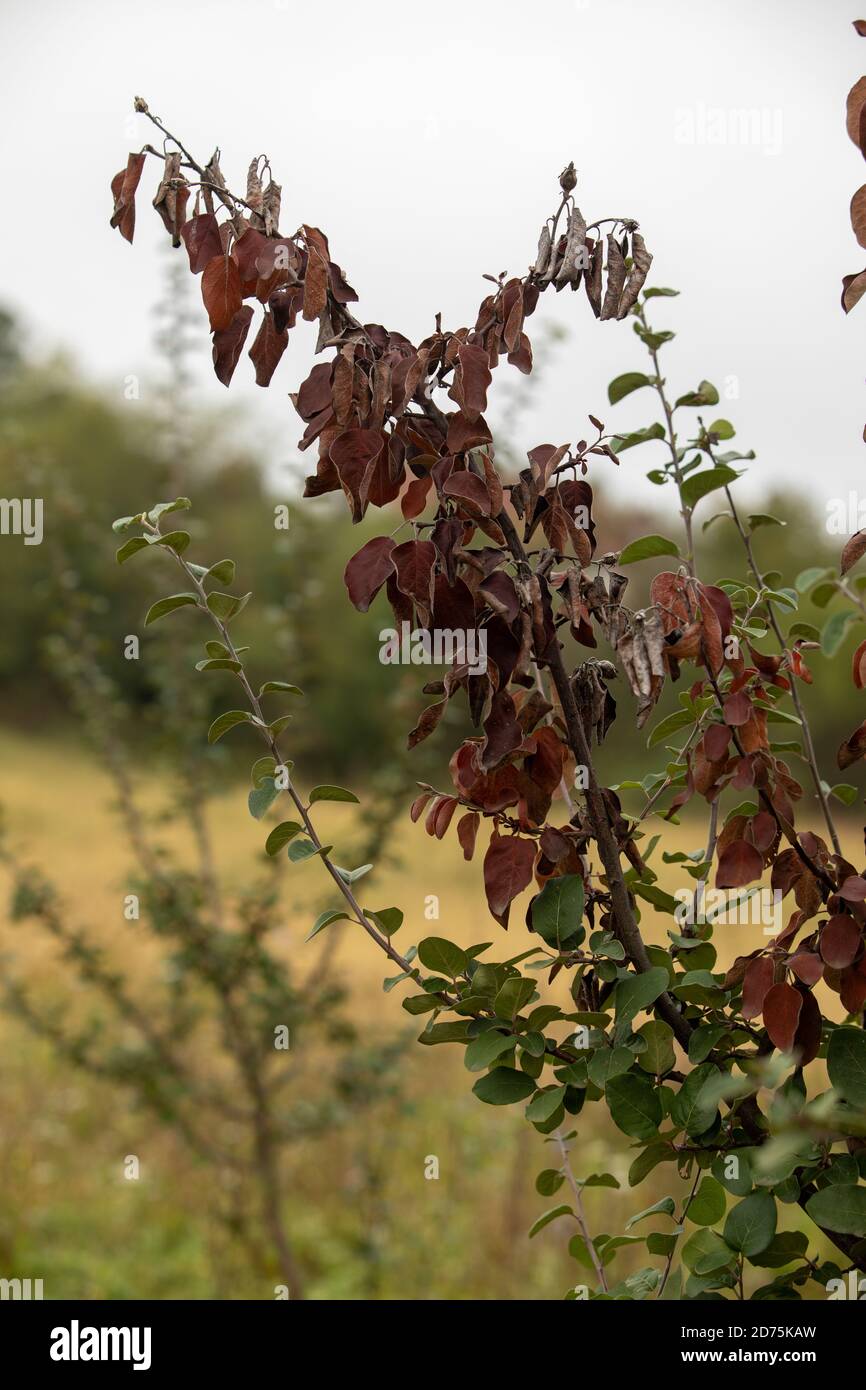 Fire Blight Disease Treatment