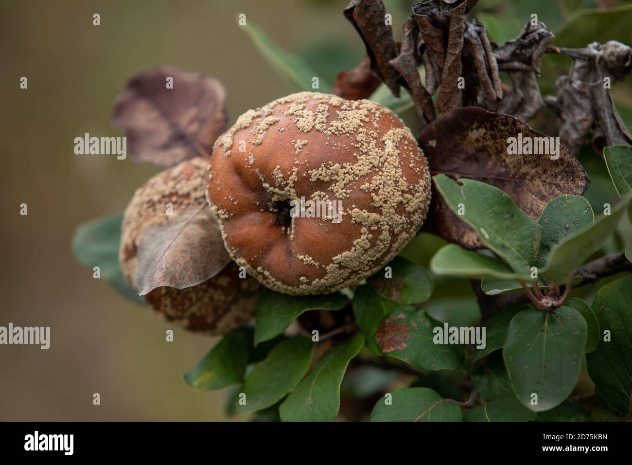 Monilia laxa (Monilinia laxa) infestation, plant disease, Rotten quince ...