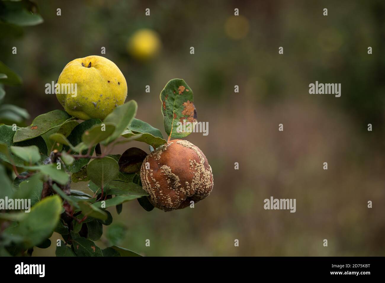 Rotten Quince High Resolution Stock Photography and Images - Alamy
