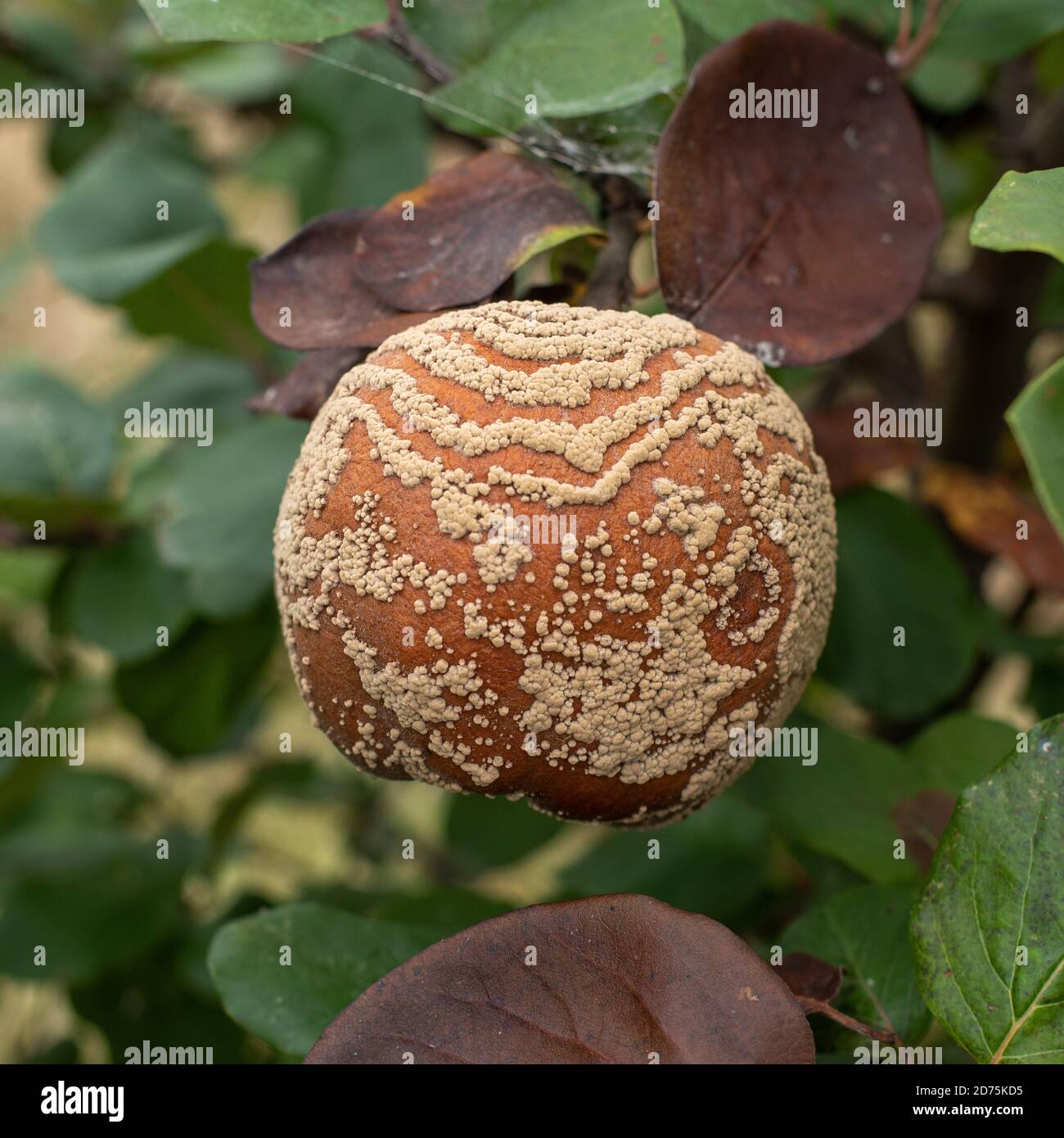 Monilia laxa (Monilinia laxa) infestation, plant disease, Rotten quince ...