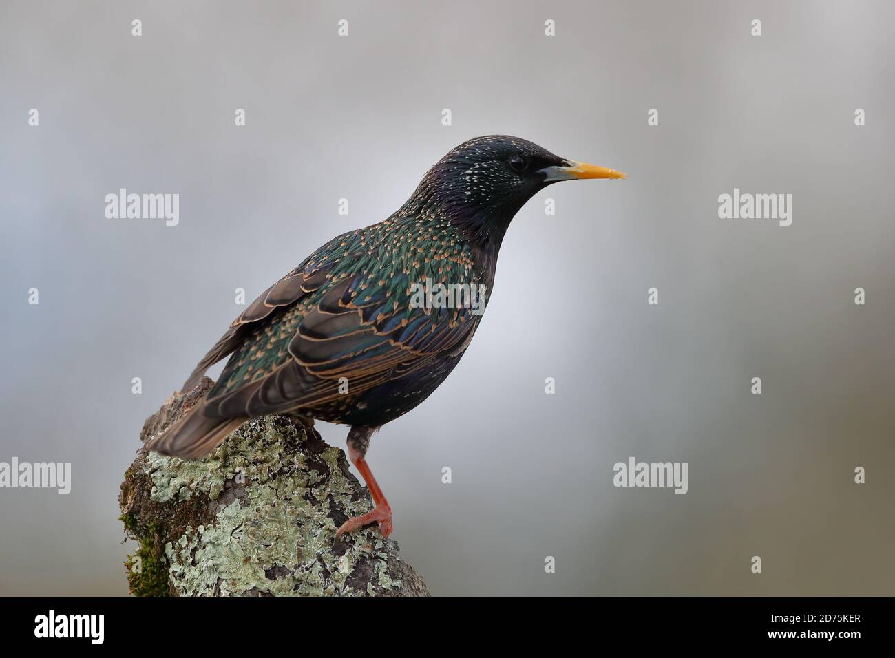 common starling (sturnus vulgaris Stock Photo - Alamy