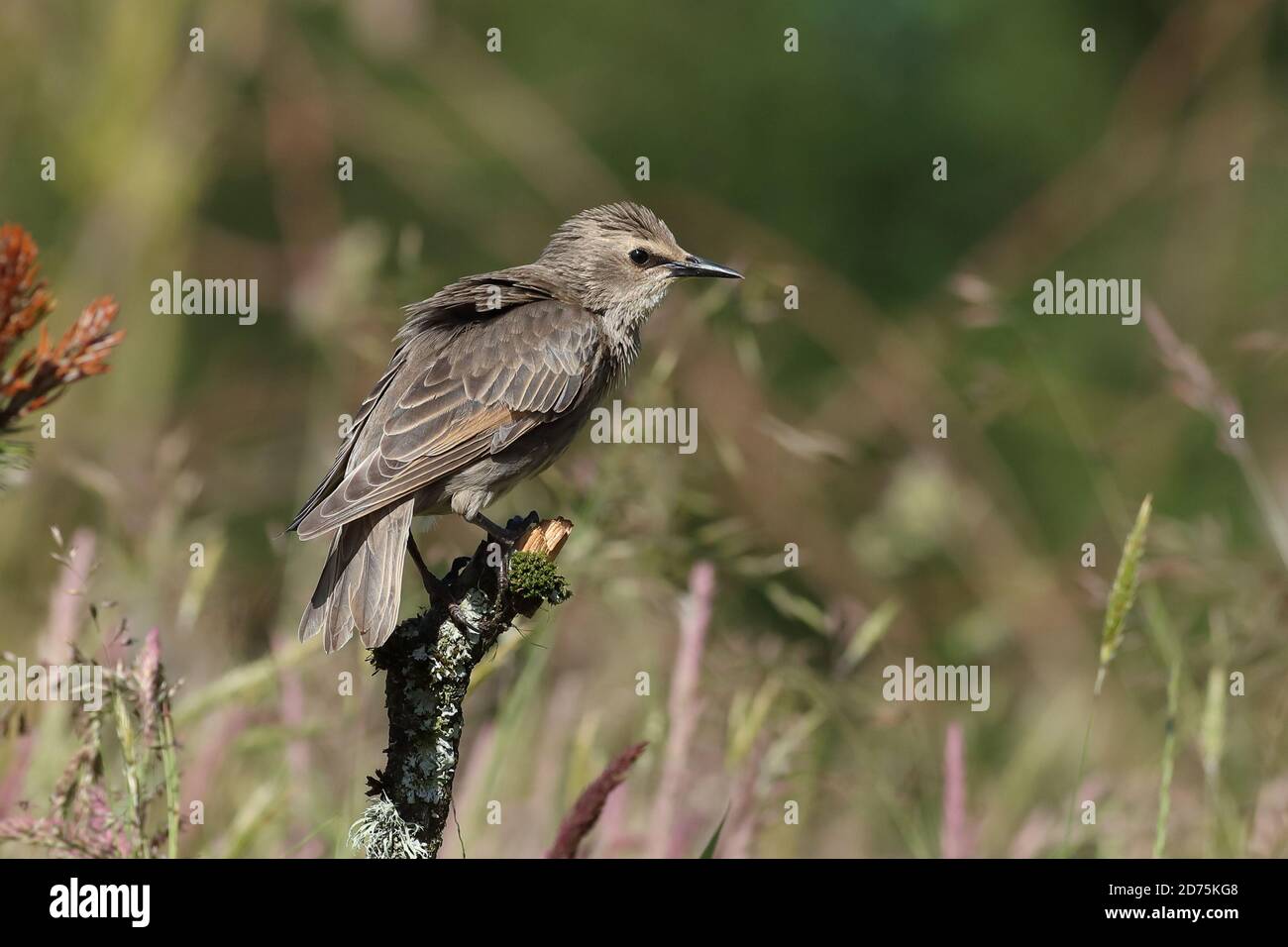 common starling (sturnus vulgaris Stock Photo - Alamy