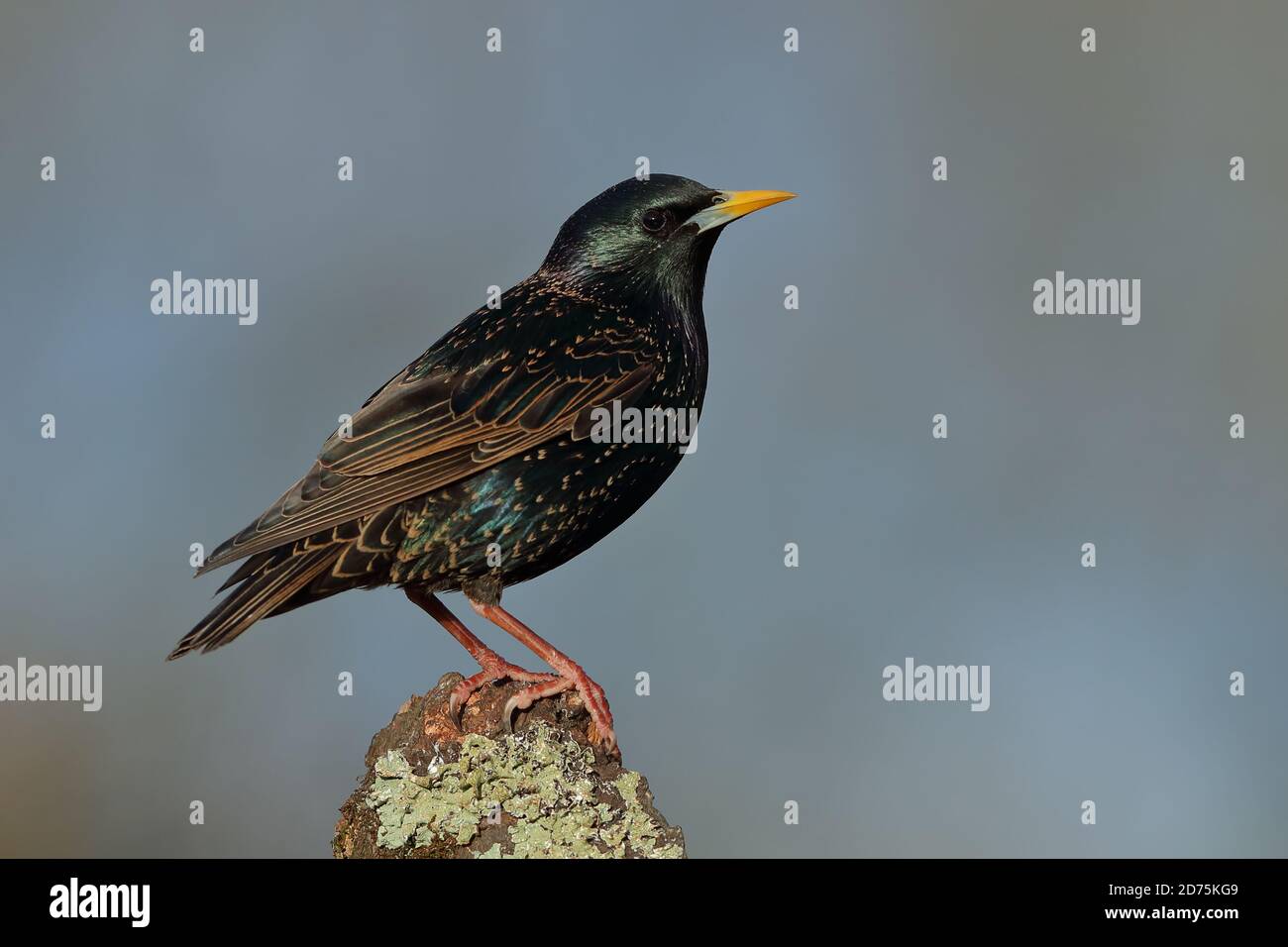 starling (starnus vulgaris Stock Photo - Alamy