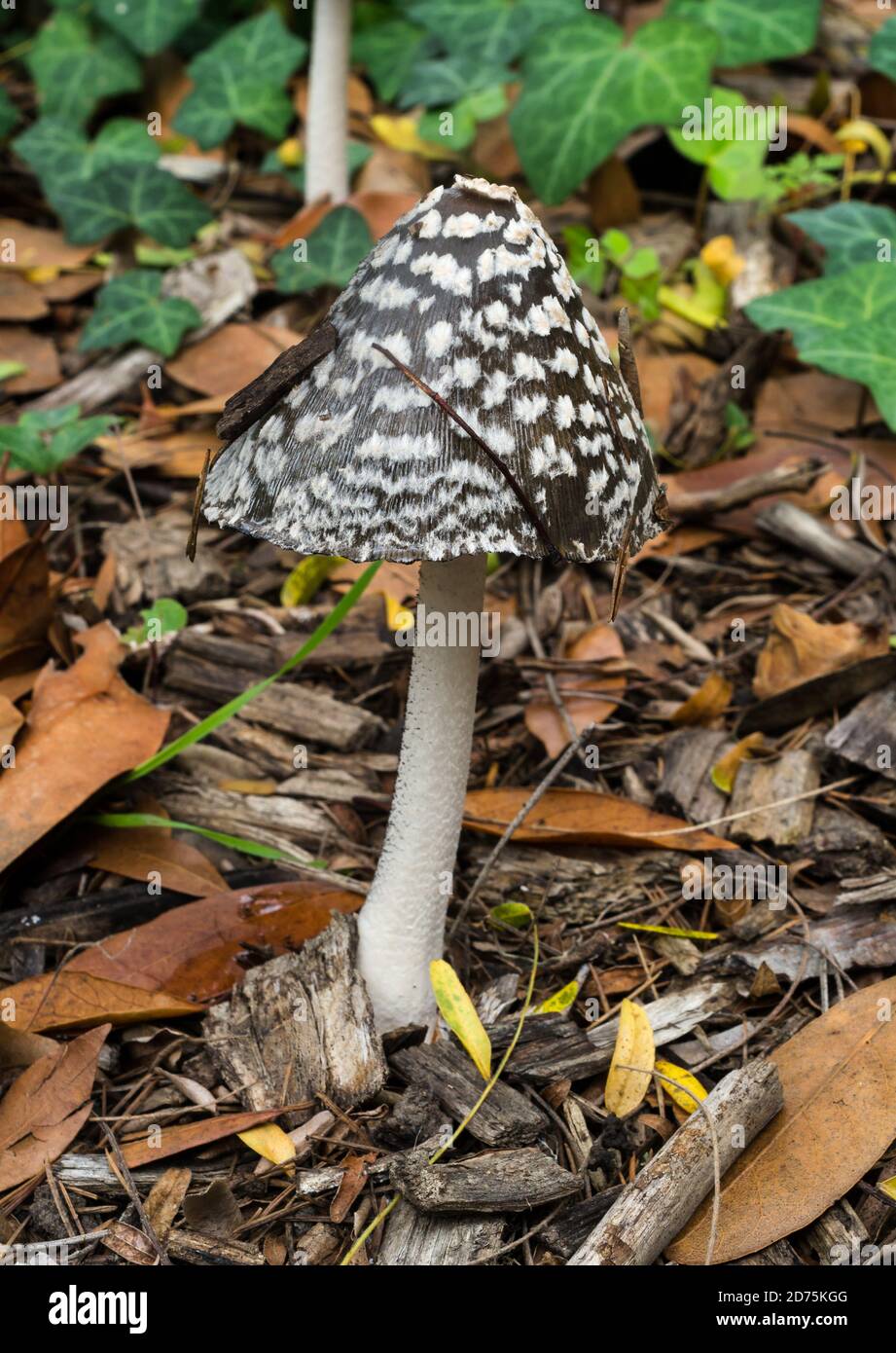 Coprinopsis picacea hi-res stock photography and images - Alamy