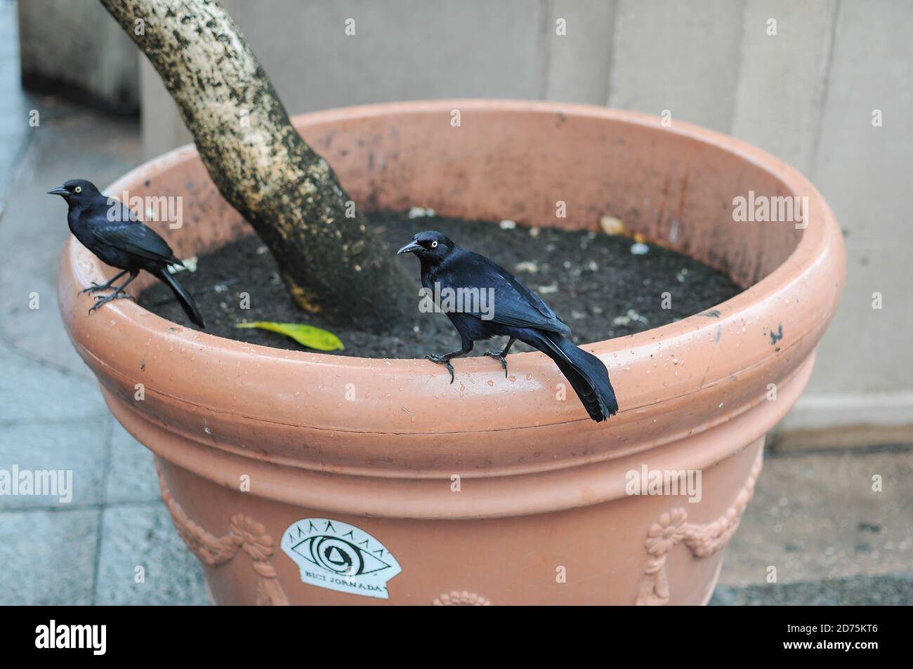 Chango hi-res stock photography and images - Alamy