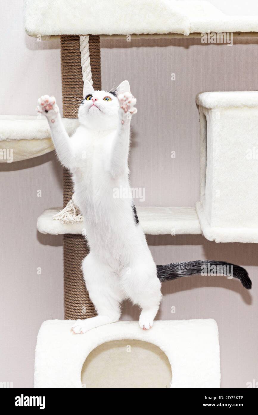 White breedless cat plays on the complex for cats Stock Photo - Alamy