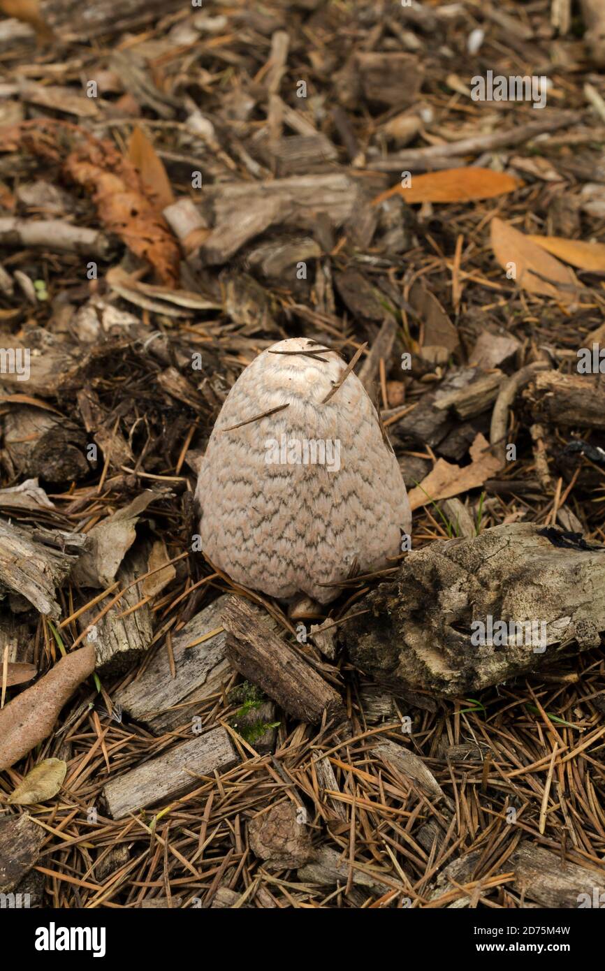The magpie inkcap fungus or coprinopsis picacea in its early stages of ...