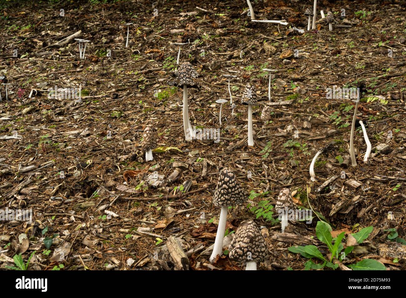 Damp forest floor hi-res stock photography and images - Alamy
