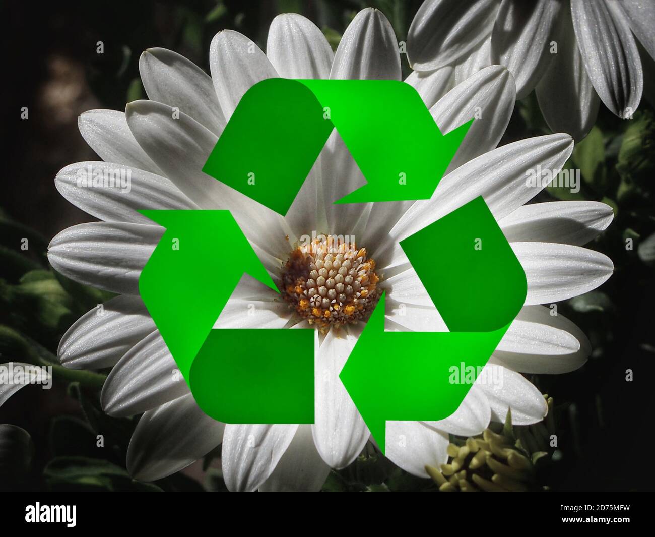 Recycle symbol with flowers Stock Photo - Alamy