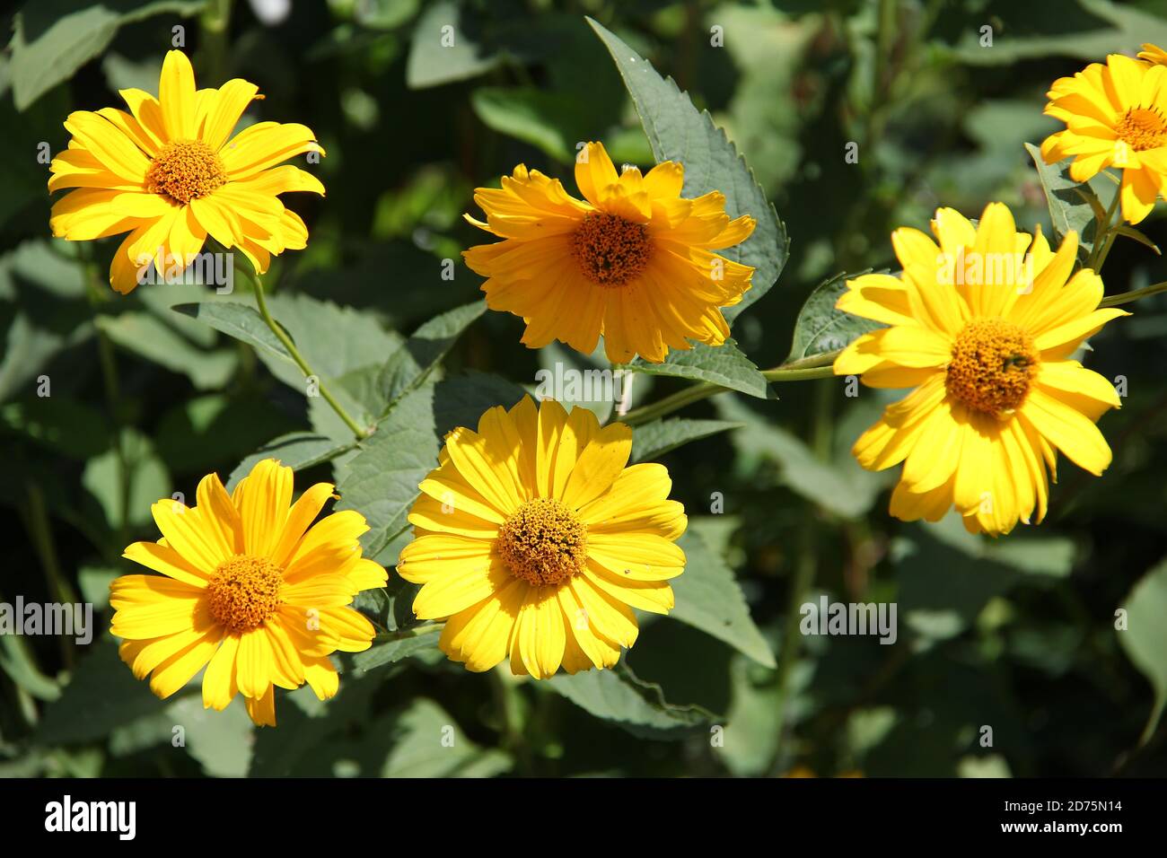 Macro shot blooming heliopsis hi-res stock photography and images - Alamy