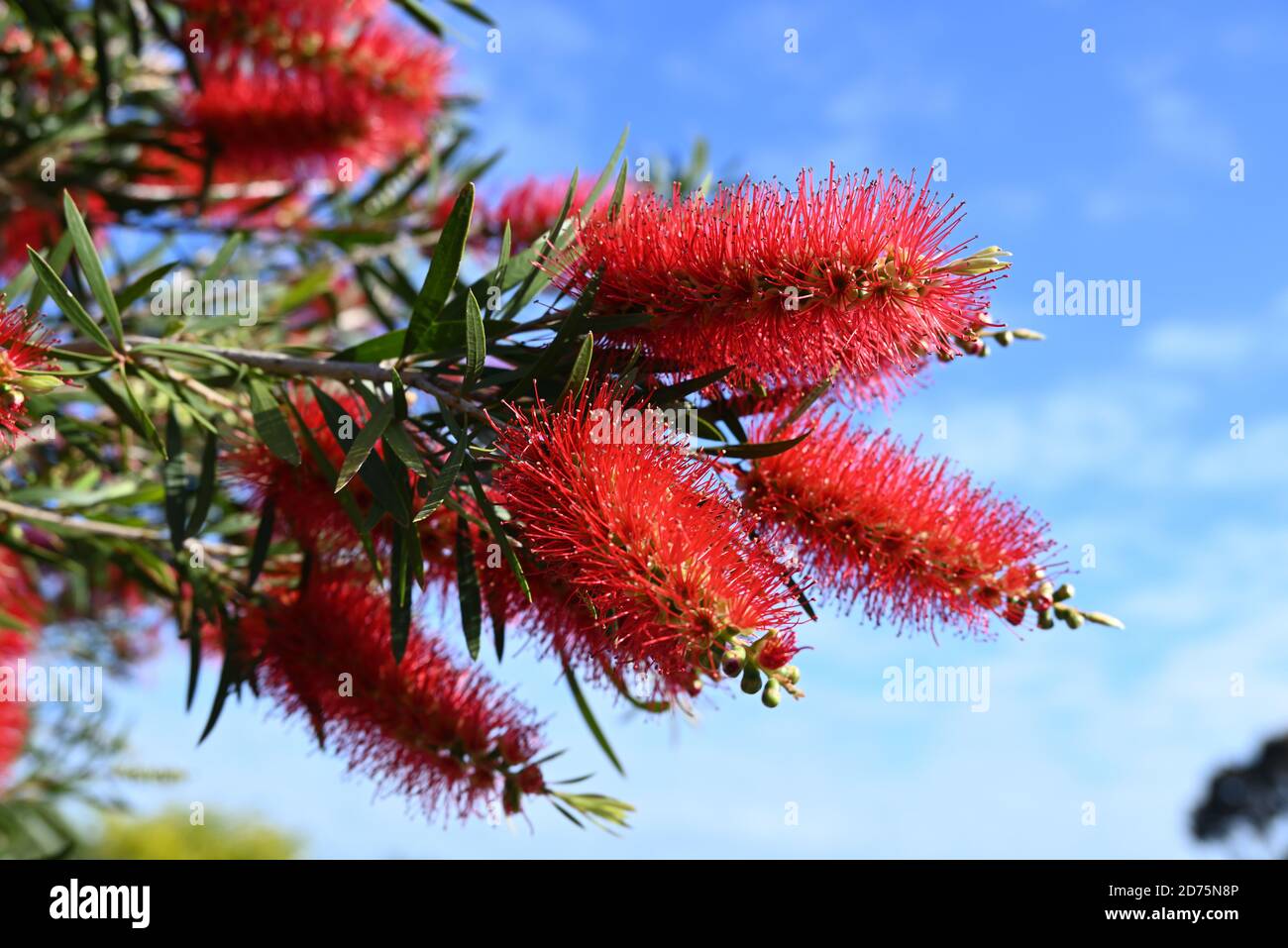 A closeup photograph of callistemon (bottlebrush) flowers, with a blue ...