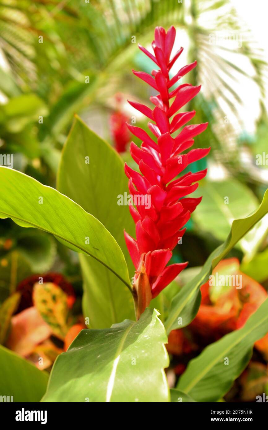 Hawaiian ginger plant hi-res stock photography and images - Alamy