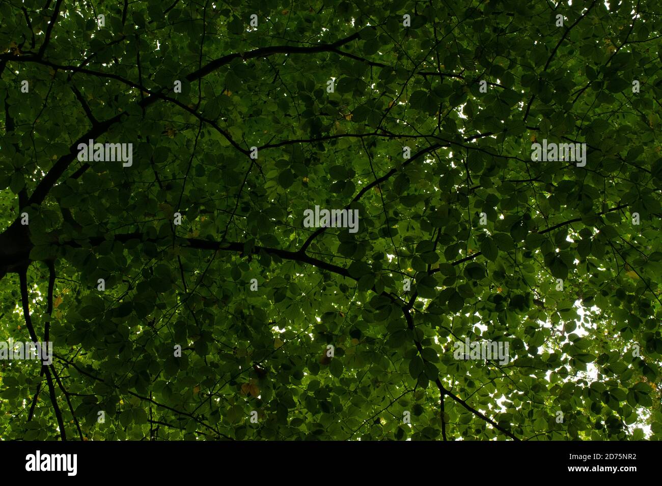 Autumn leaves photographed from below Stock Photo - Alamy
