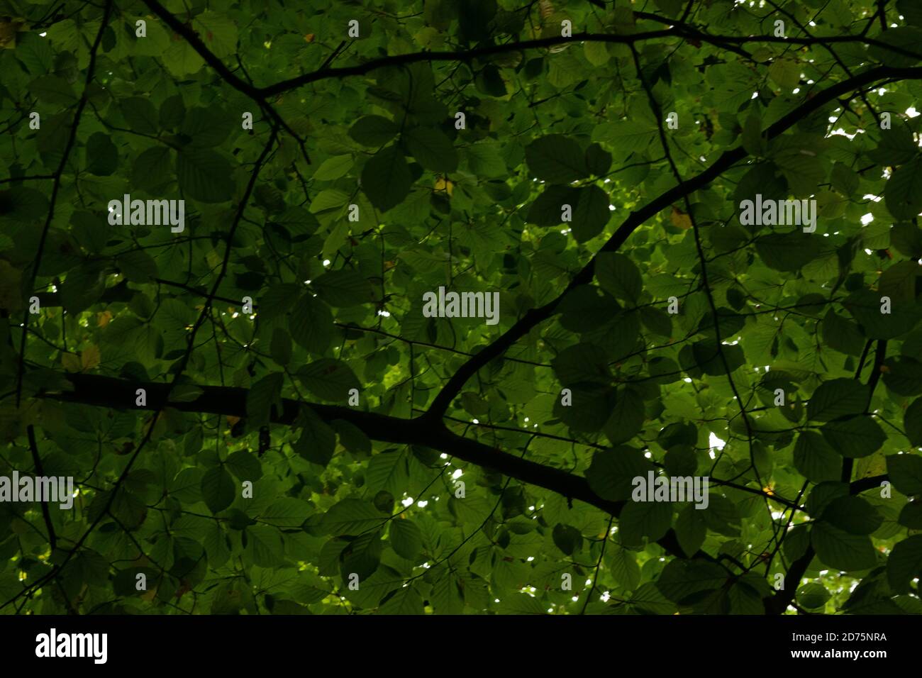 Autumn leaves photographed from below Stock Photo - Alamy