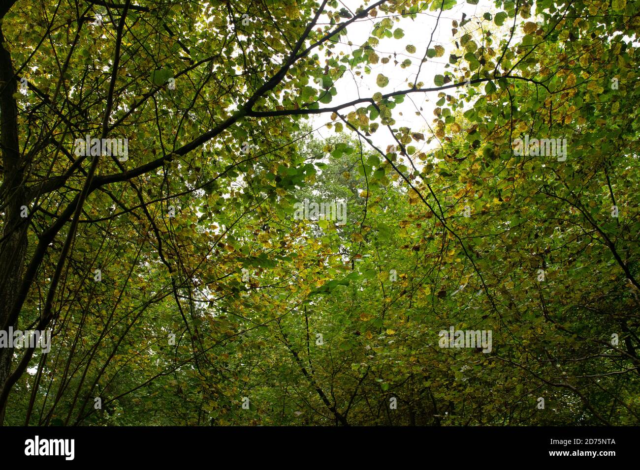 Autumn leaves photographed from below Stock Photo - Alamy