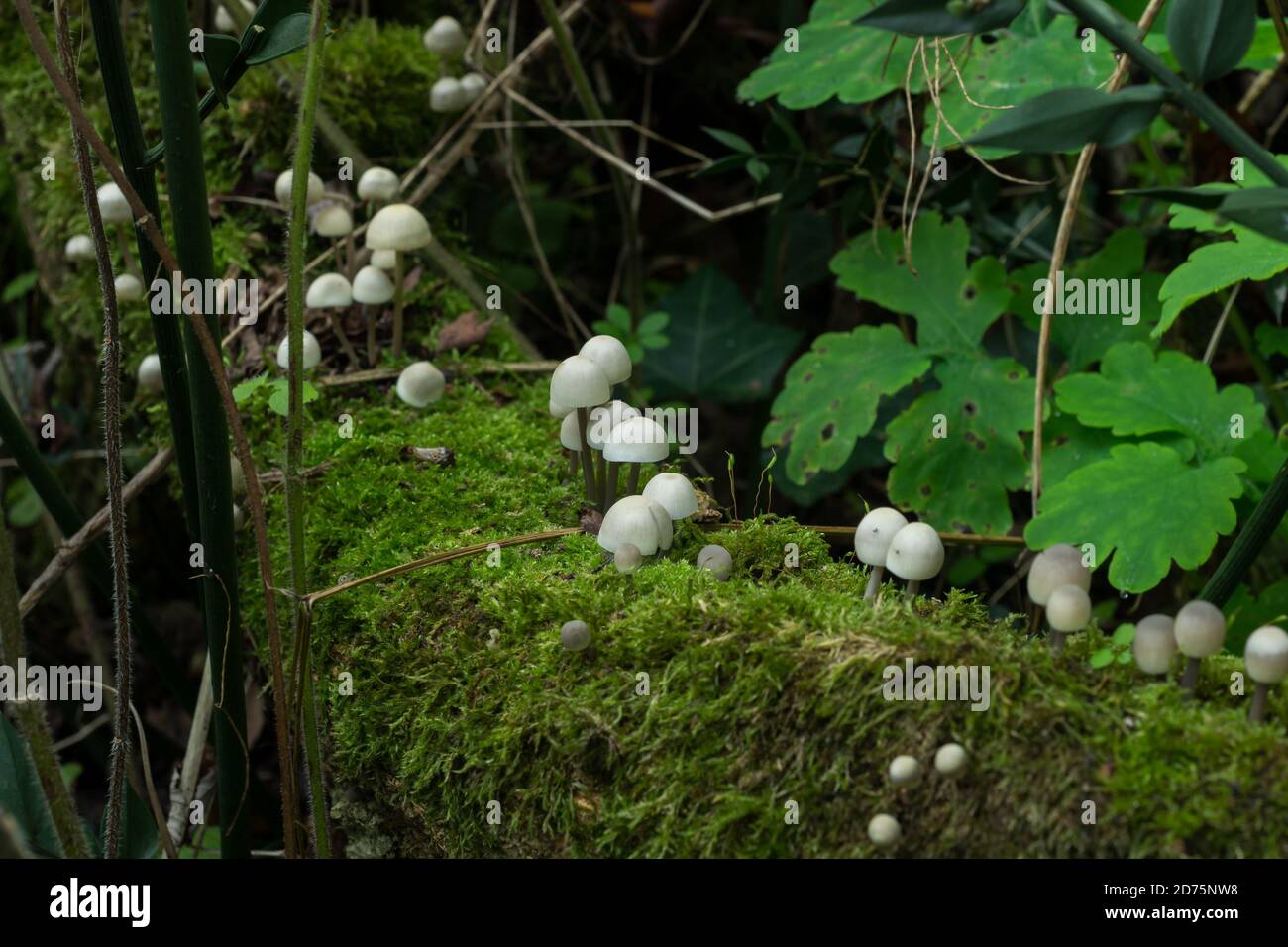 What could pass for a convention of fairy caps on a fallen tree in ...