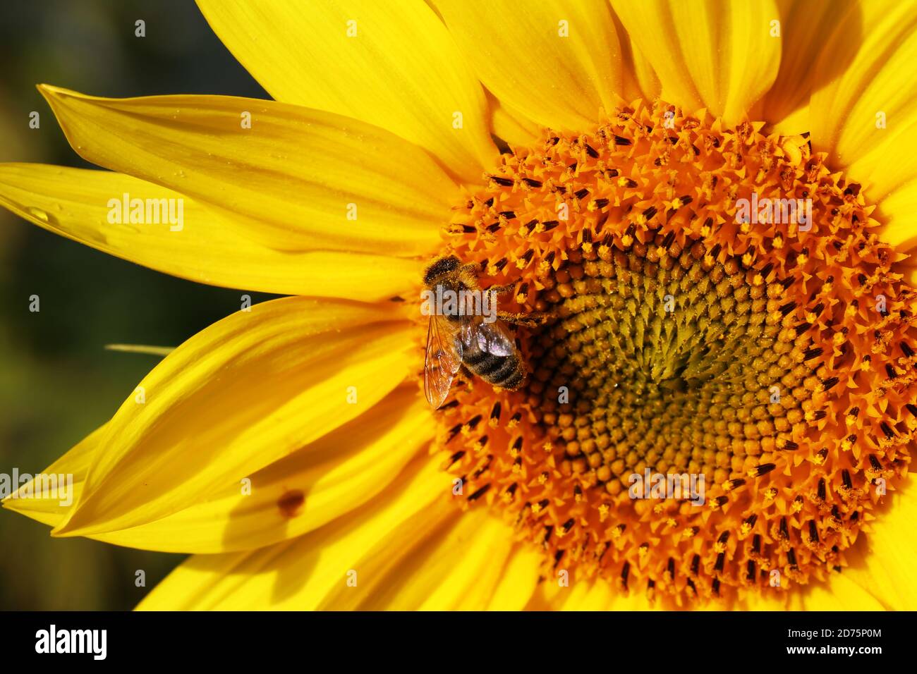 Closeup shot of a bee collecting the nectar of a sunflower Stock Photo ...