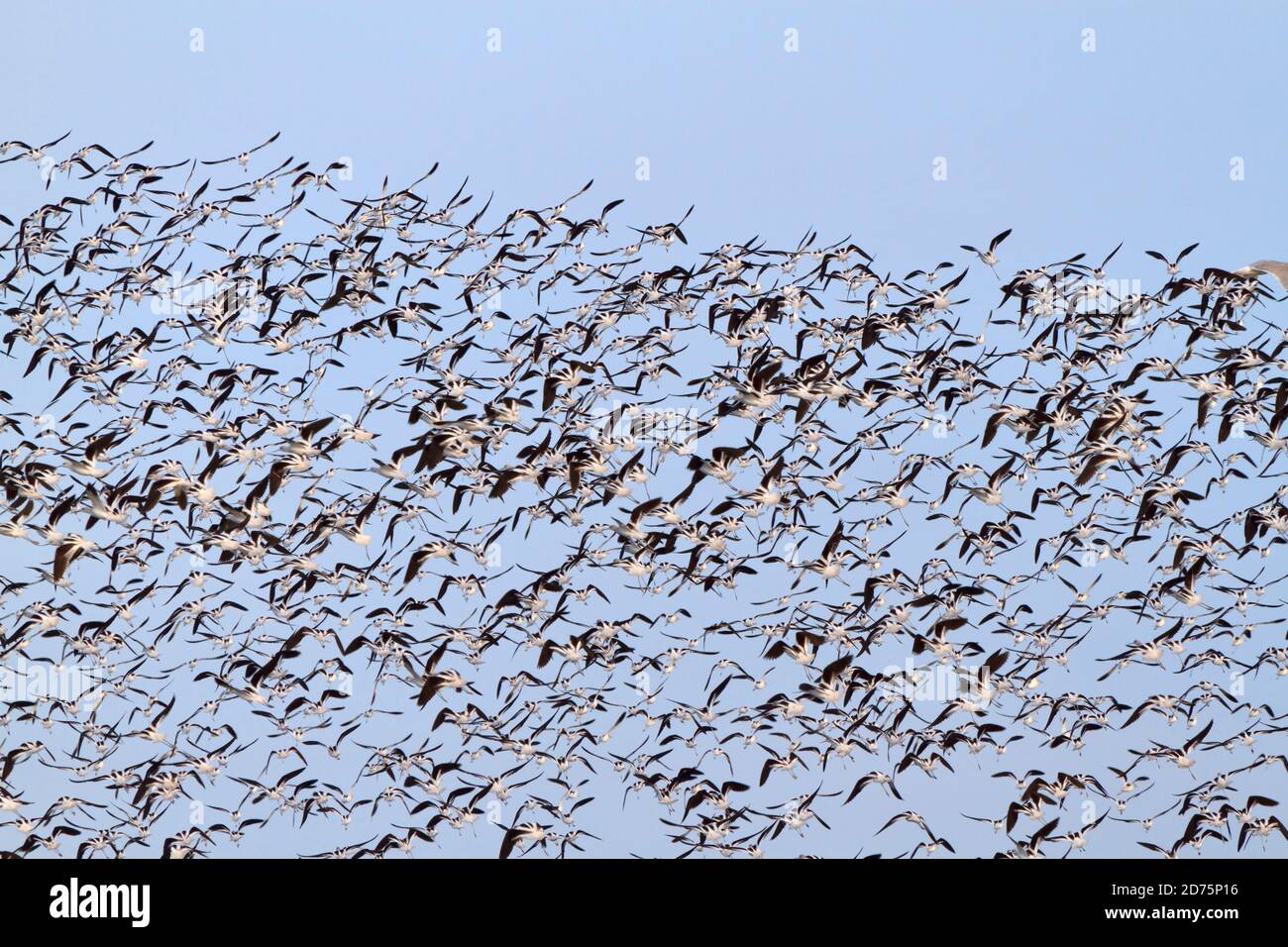 American Avocets, Recurvirostra americana. Hundreds of avocets in ...