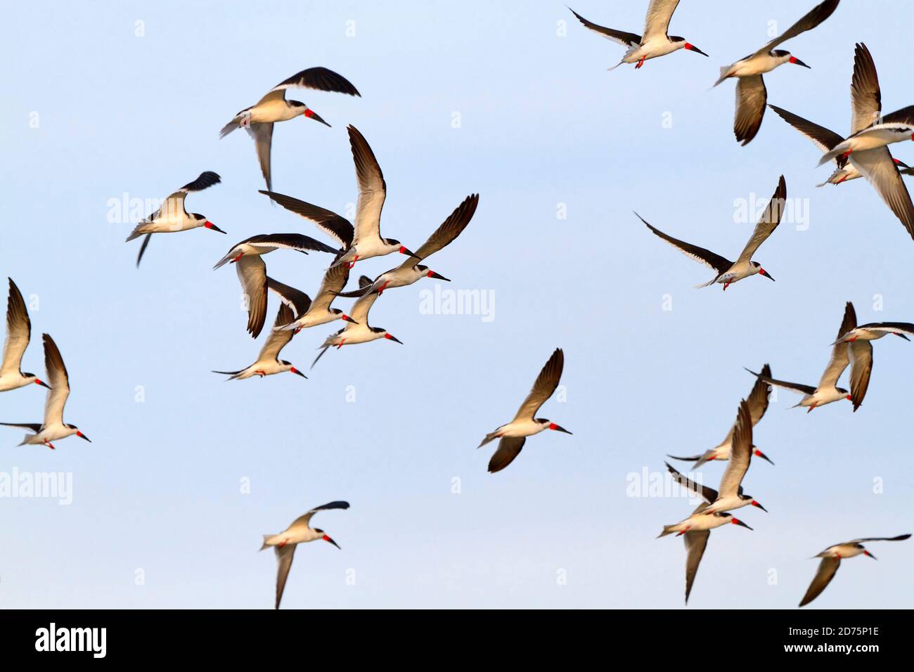 Black Skimmers, Rynchops niger, in Flight. A flock of Black Skimmers ...