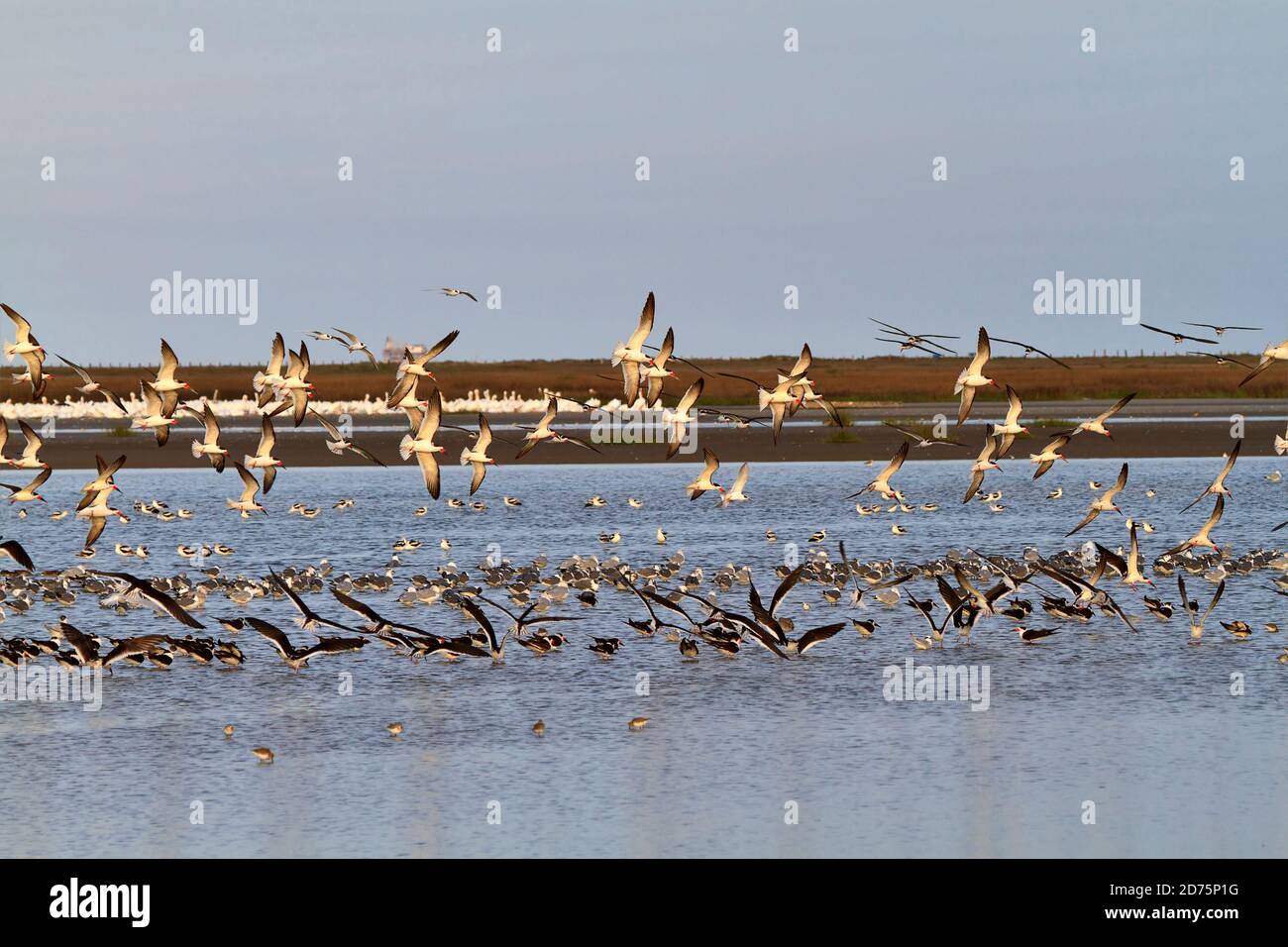 Black Skimmers, Rynchops niger, in Flight. A flock of Black Skimmers ...
