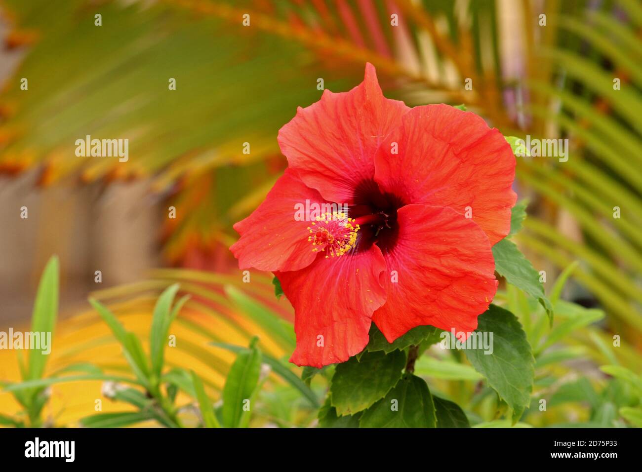 Hibiscus flower in full bloom Stock Photo - Alamy